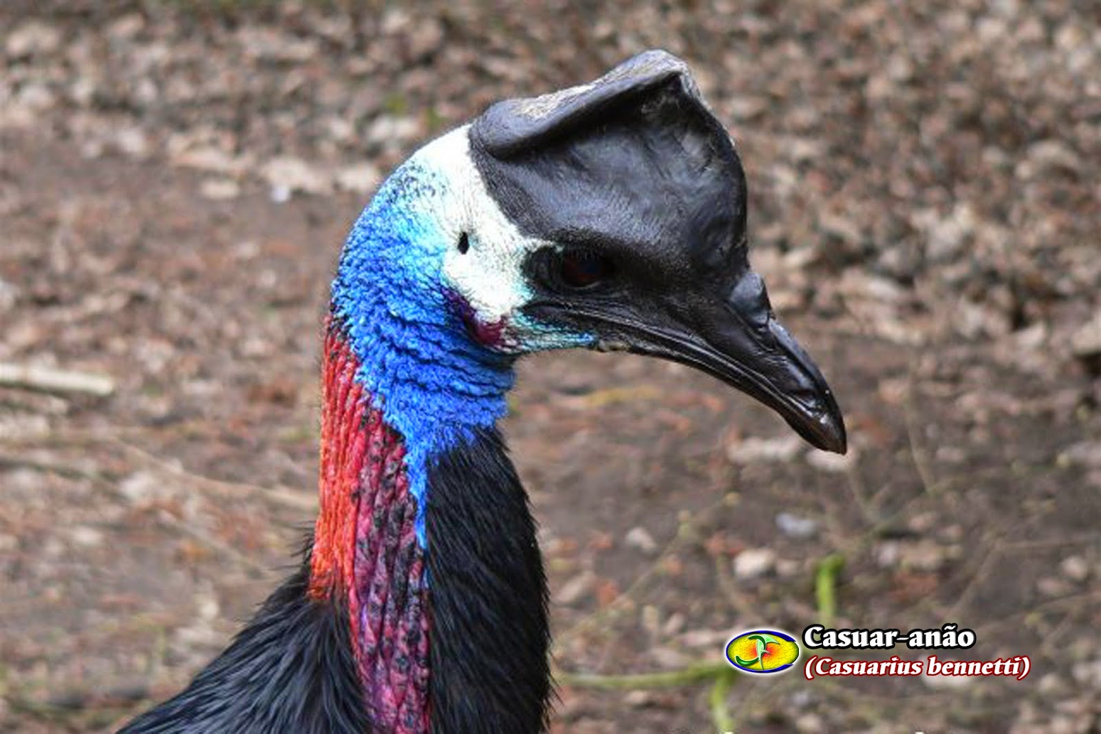 ORNITOLOGIA: Casuar-anão (Casuarius bennetti)